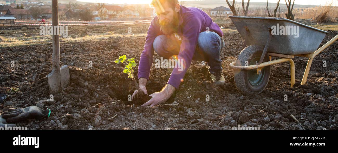 planting a tree in springtime new life concept Stock Photo - Alamy