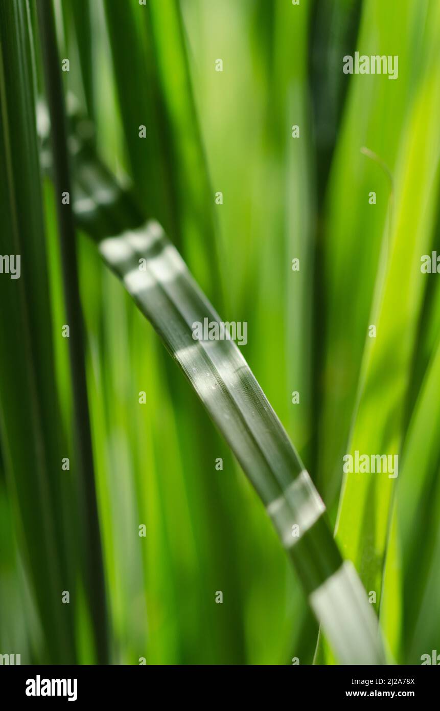 Vertical backlit green grass blades, natural abstract background Stock ...