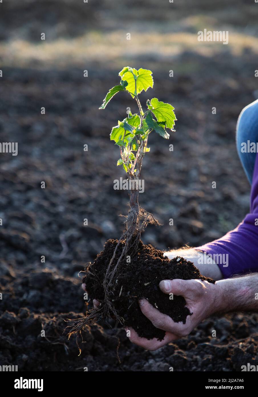 planting a tree in springtime new life concept Stock Photo - Alamy