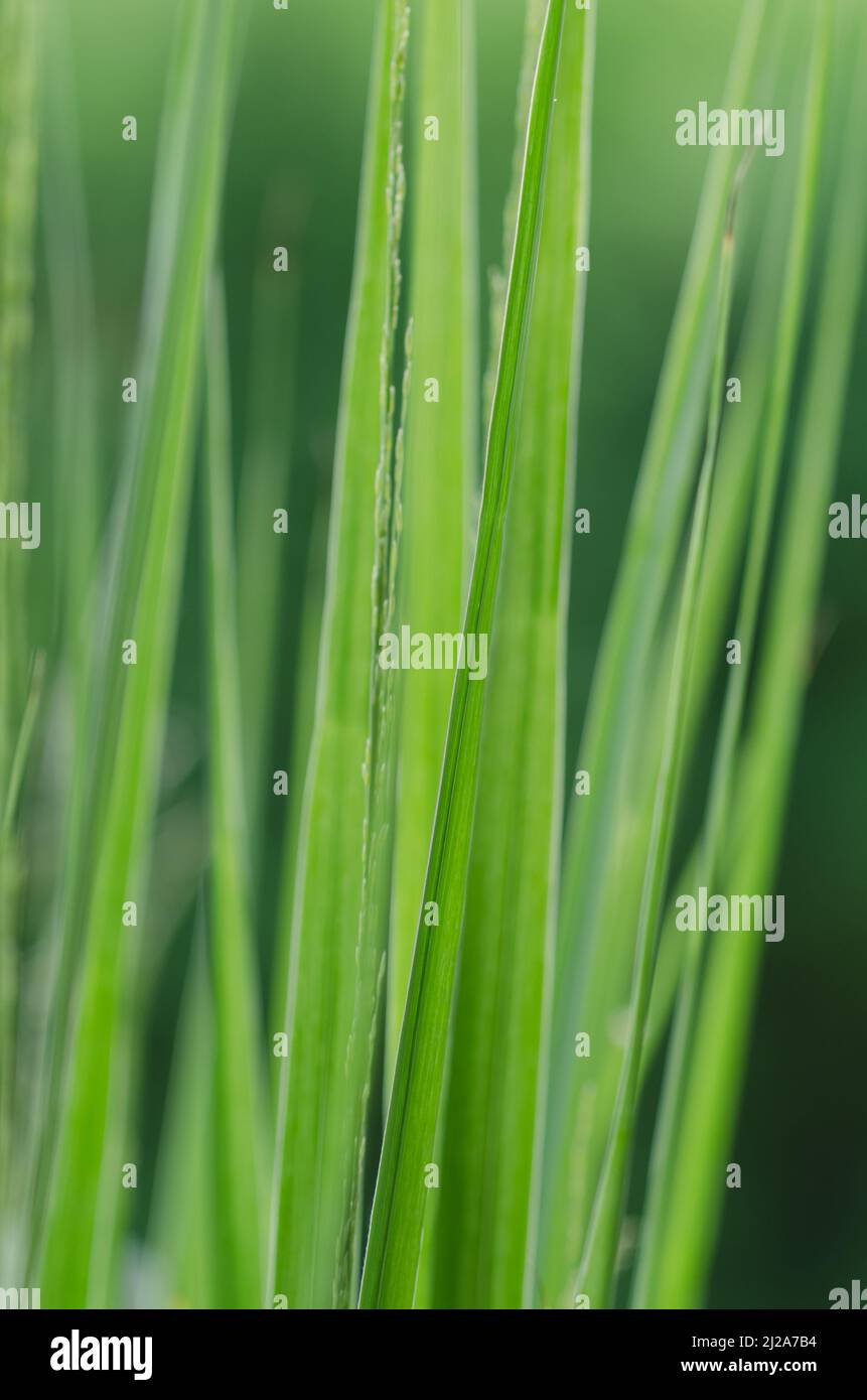 Background abstract vertical grass hi-res stock photography and images ...