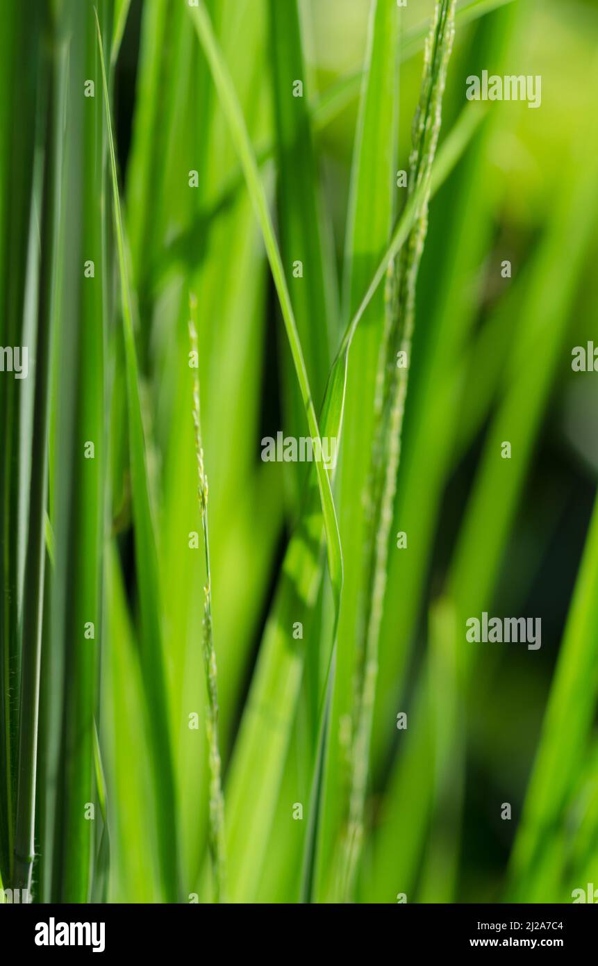 Background abstract vertical grass hi-res stock photography and images ...
