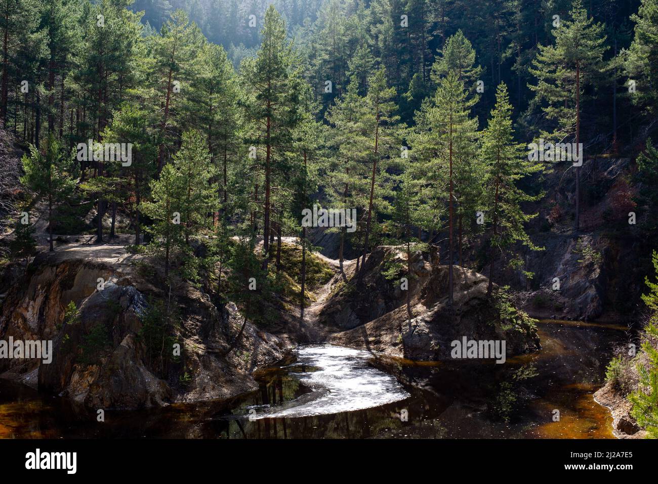 High Mountain Lake in the middle of Spruce Tall Pine and Spruce trees ...