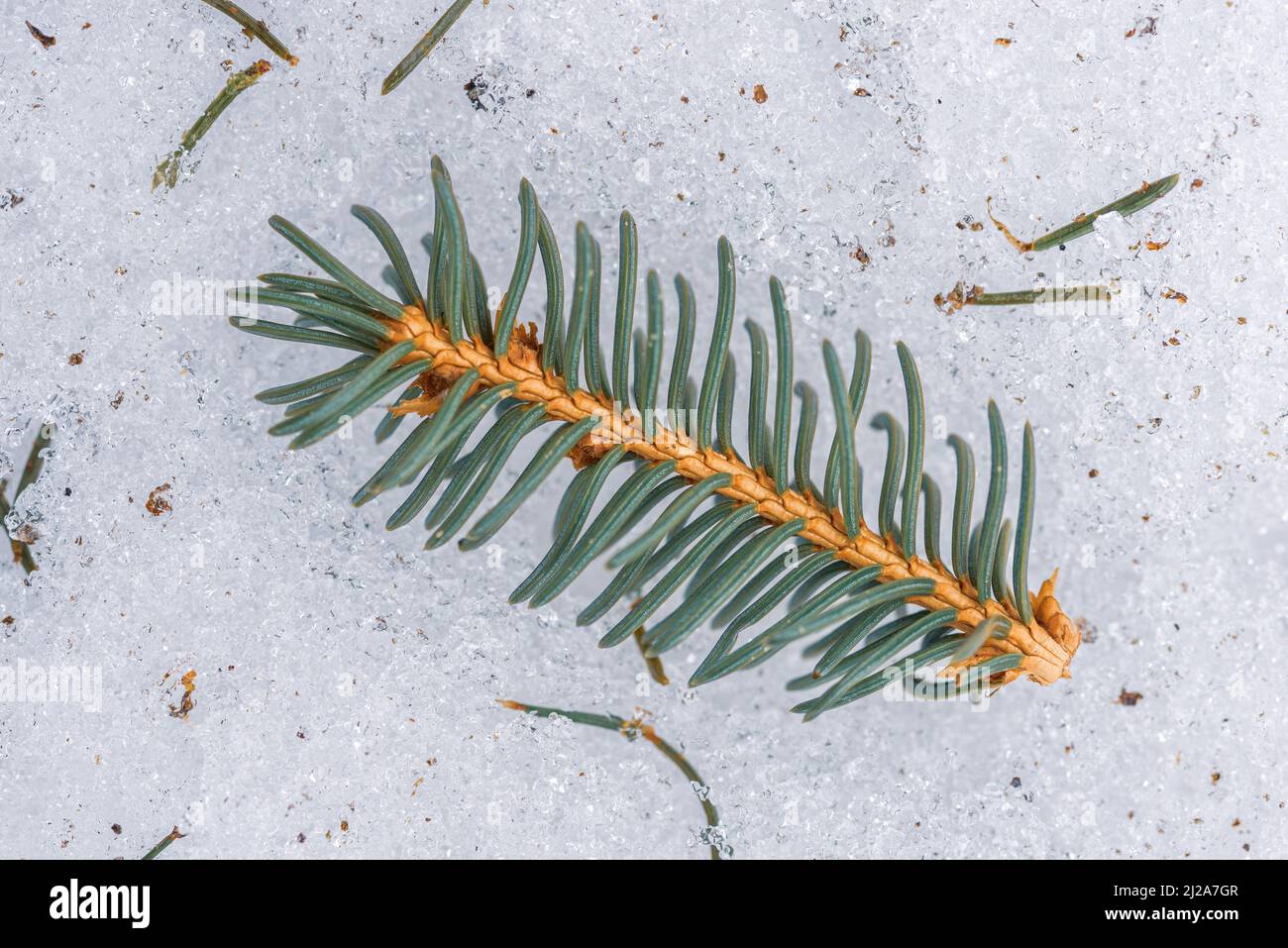 Sprig spruce in close hi-res stock photography and images - Alamy