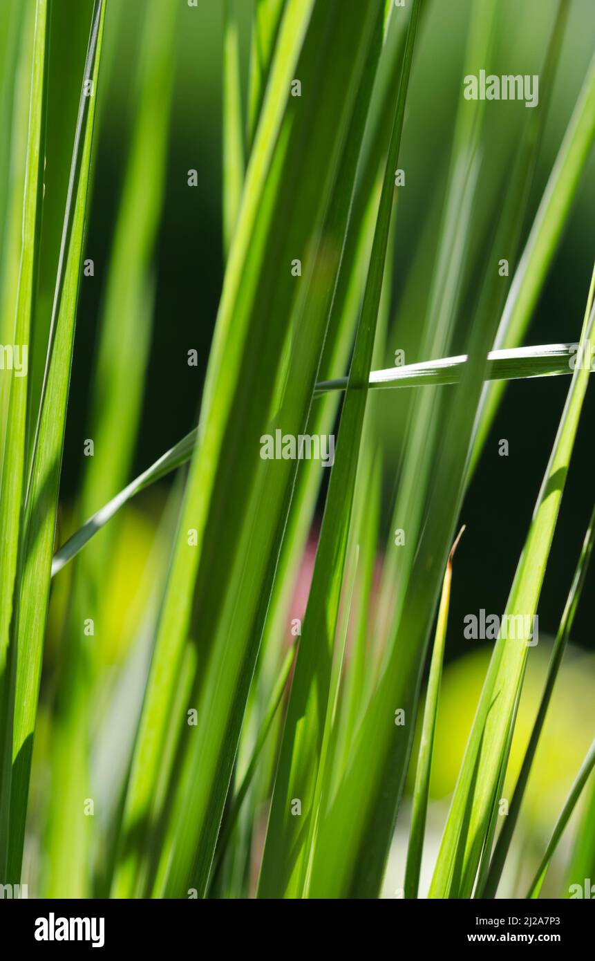 Background abstract vertical grass hi-res stock photography and images ...