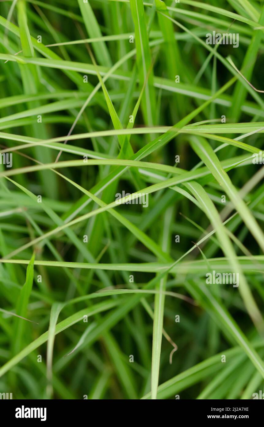 Green grass blades, natural abstract background Stock Photo - Alamy