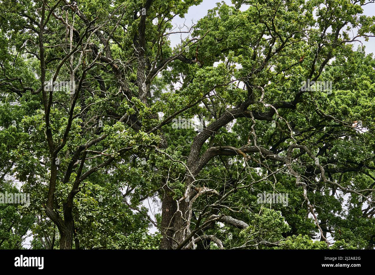 Mature spreading oak tree hi-res stock photography and images - Alamy