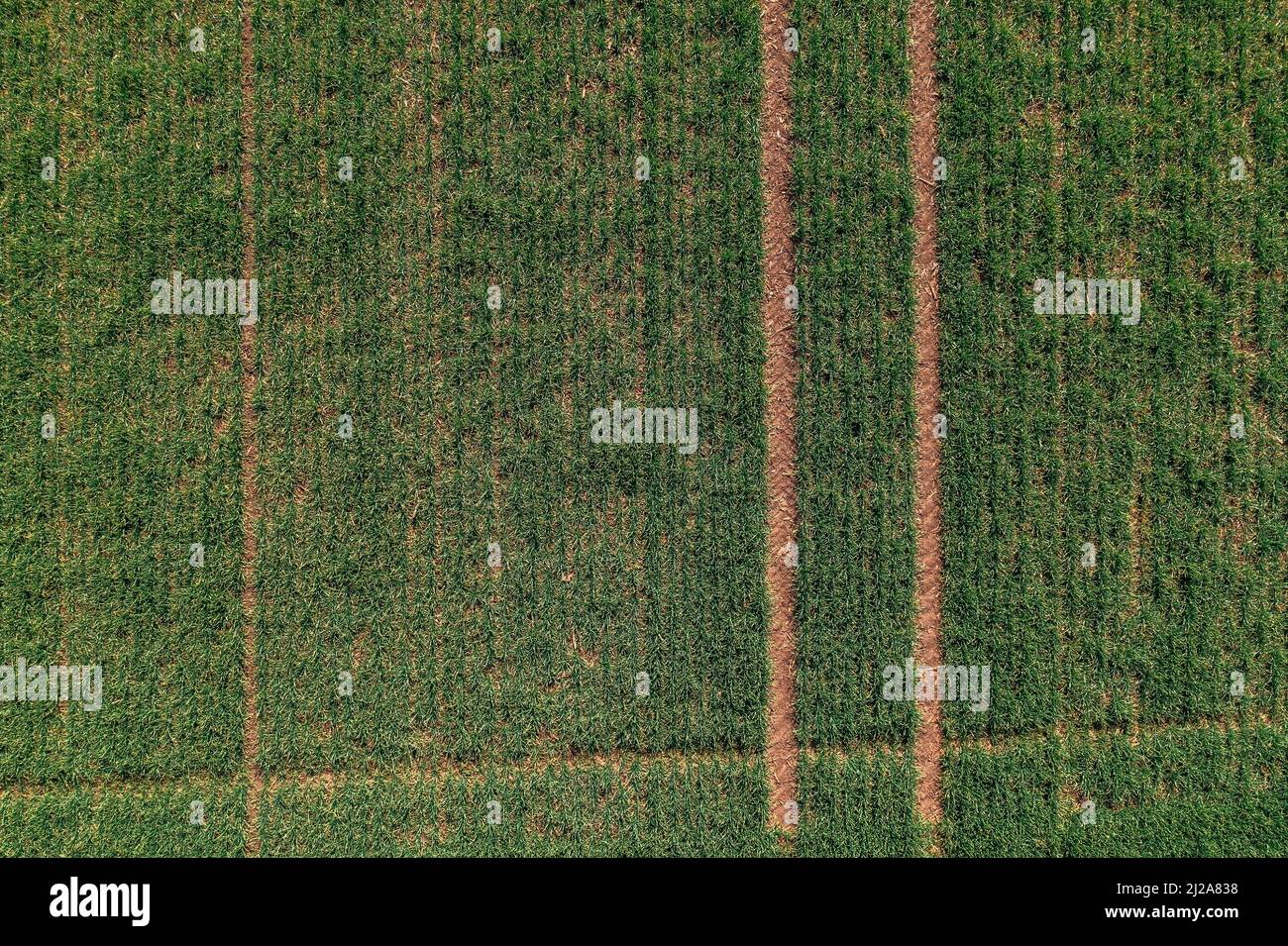 Aerial view of green wheat crop seedling field, top view drone pov ...