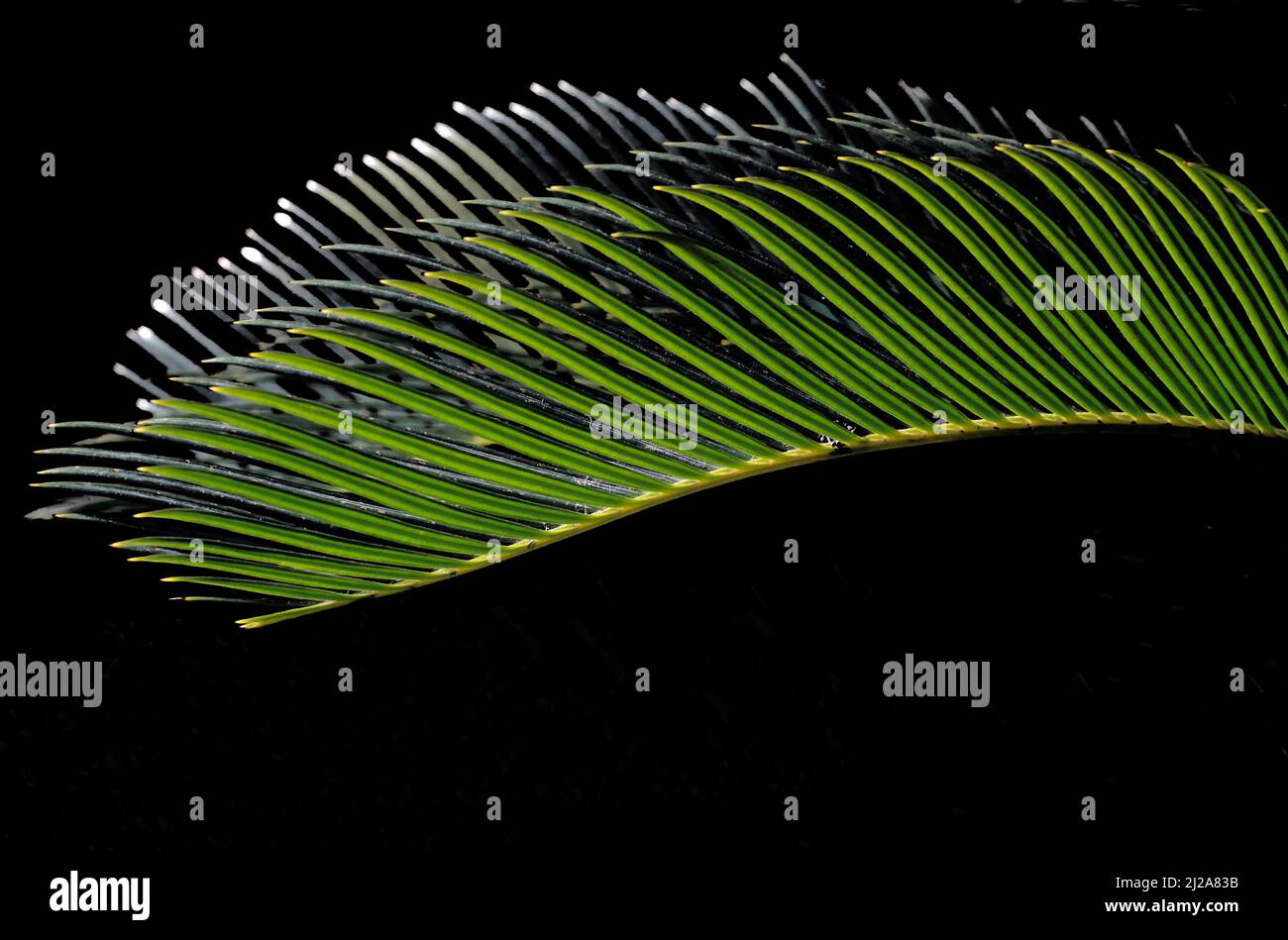 Leaf of Japanese Sago palm (cycas revoluta) on black background Stock ...