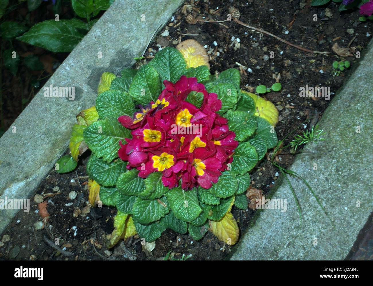 Primrose flower bed hi-res stock photography and images - Alamy