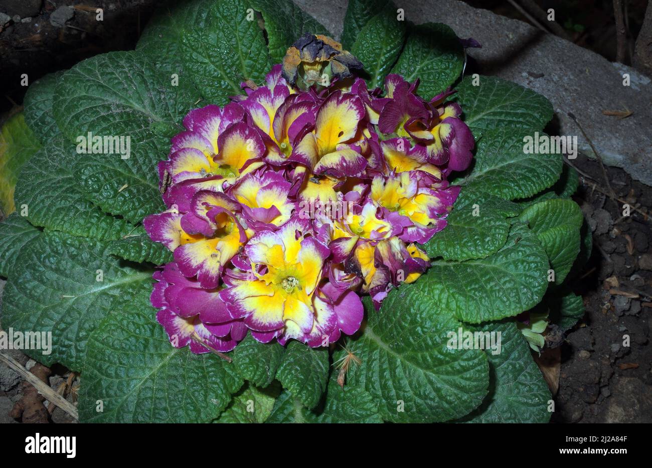 Primrose flower bed hi-res stock photography and images - Alamy