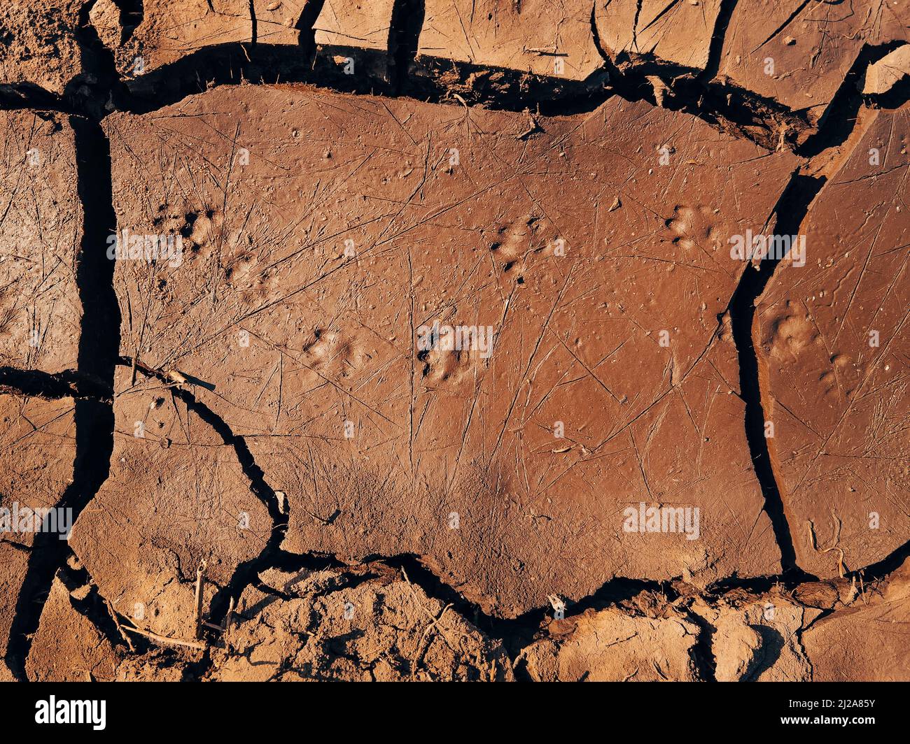 Animal tracks in mud hi-res stock photography and images - Alamy