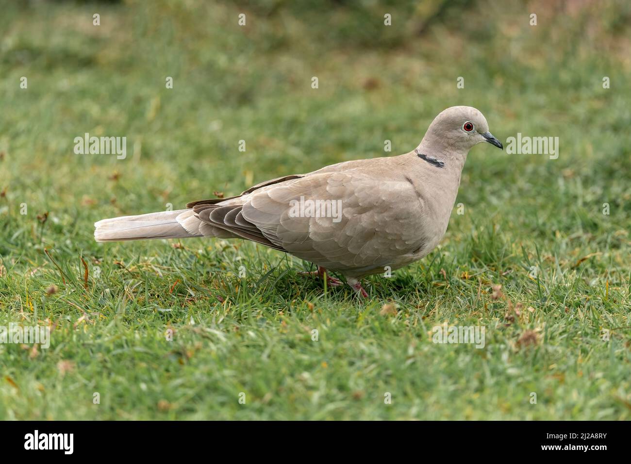 Ringed dove hi-res stock photography and images - Alamy