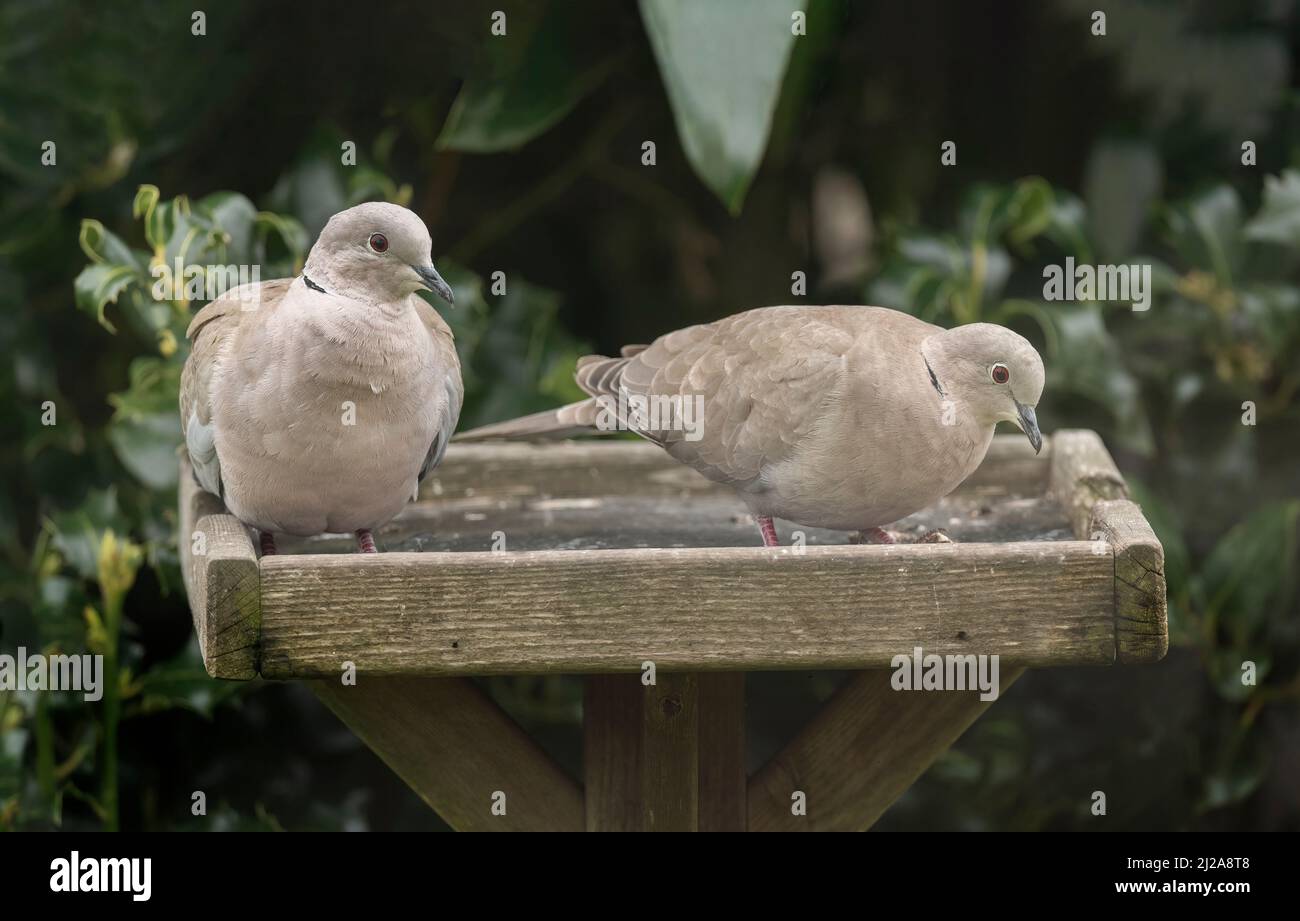 Collared doves hi-res stock photography and images - Alamy
