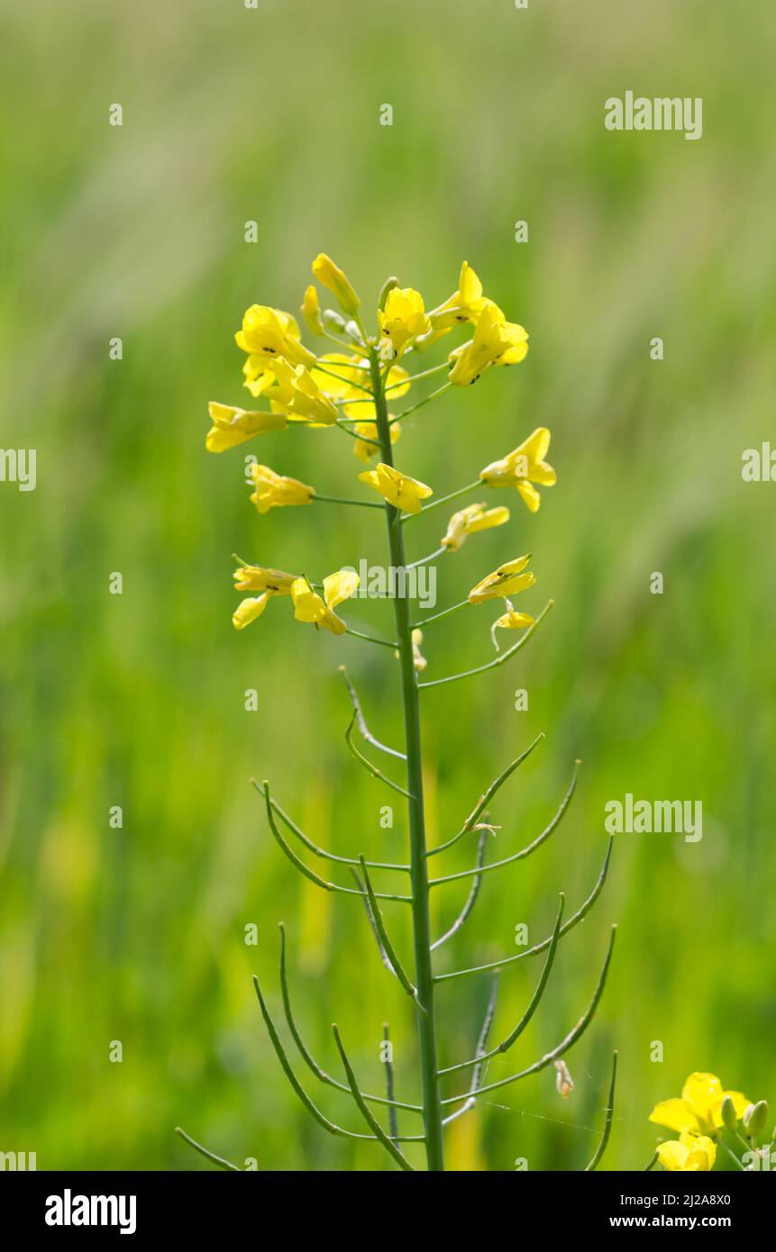 Brassicaceae hi-res stock photography and images - Alamy