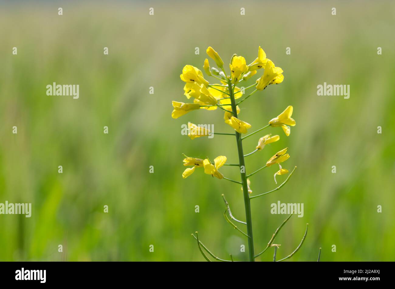 Cruciferae hi-res stock photography and images - Alamy