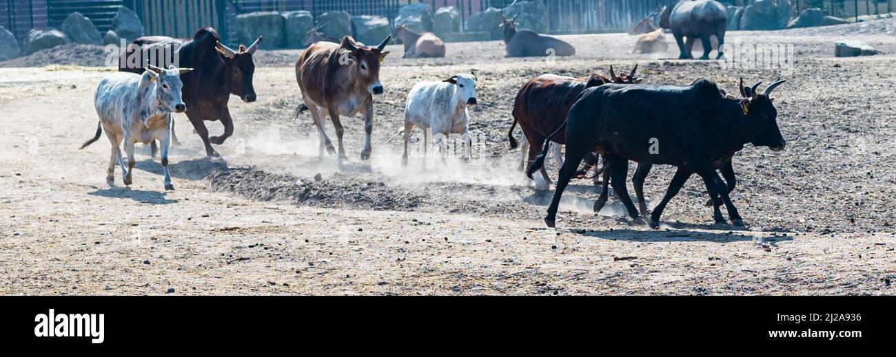 Texas farm culture hi-res stock photography and images - Alamy