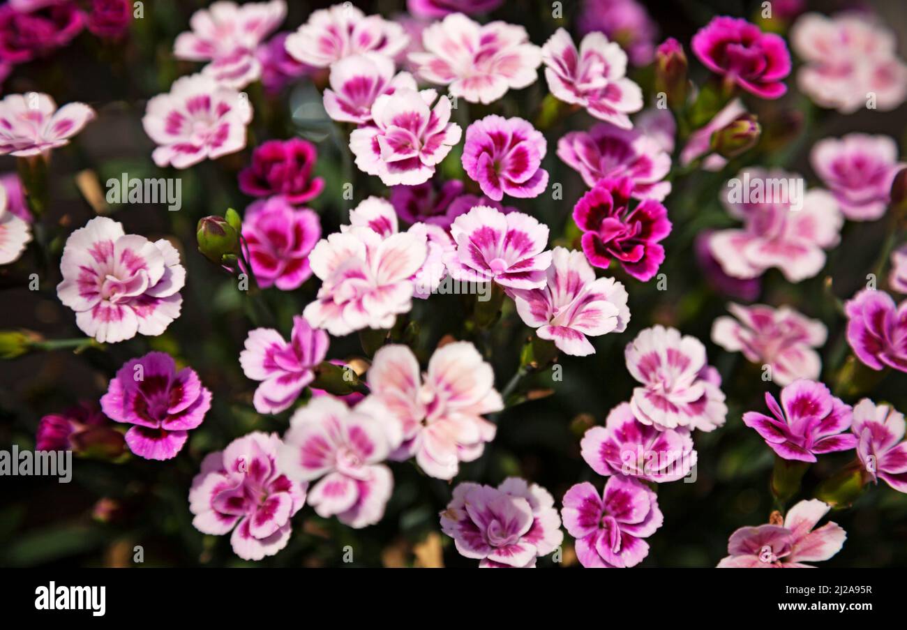 small beautiful flowers in different shades of pink Stock Photo - Alamy