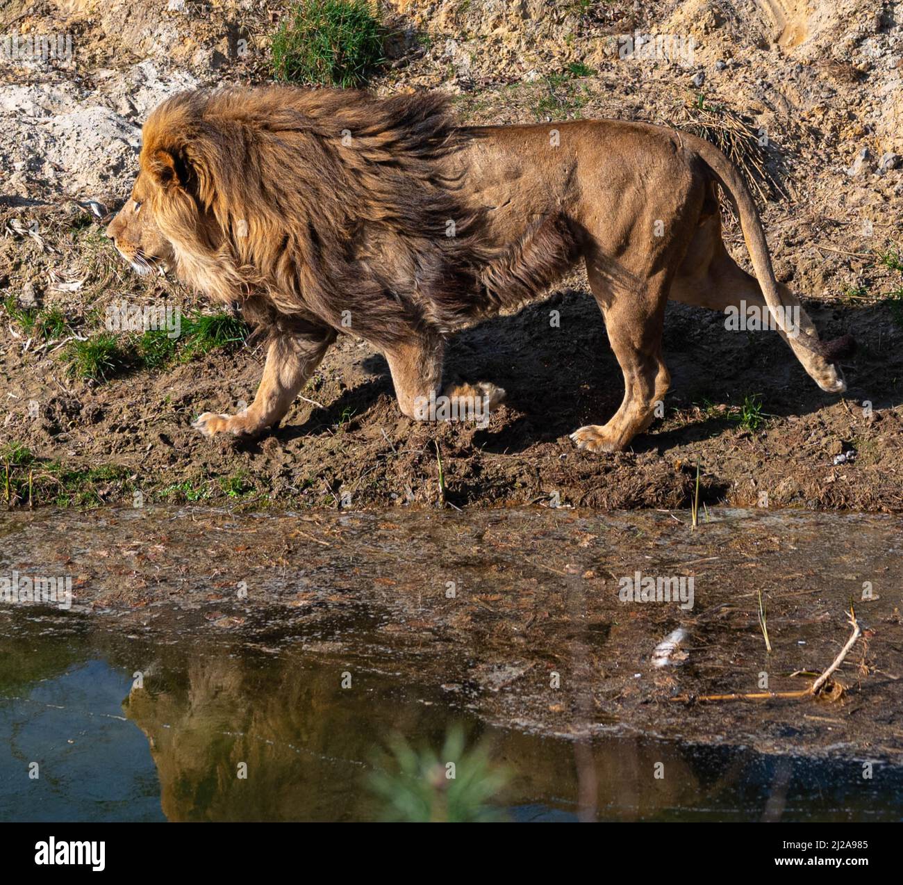 african lion walks along a river where his reflection can be seen Stock ...