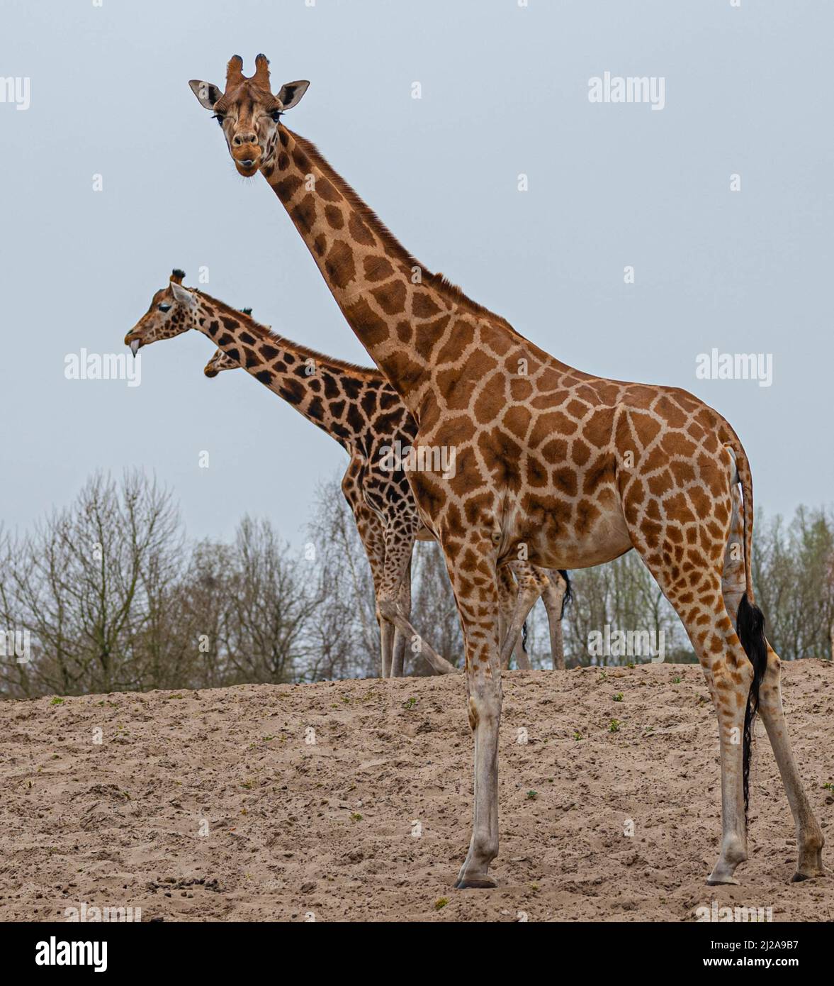 Calf giraffe nature reserve hi-res stock photography and images - Alamy
