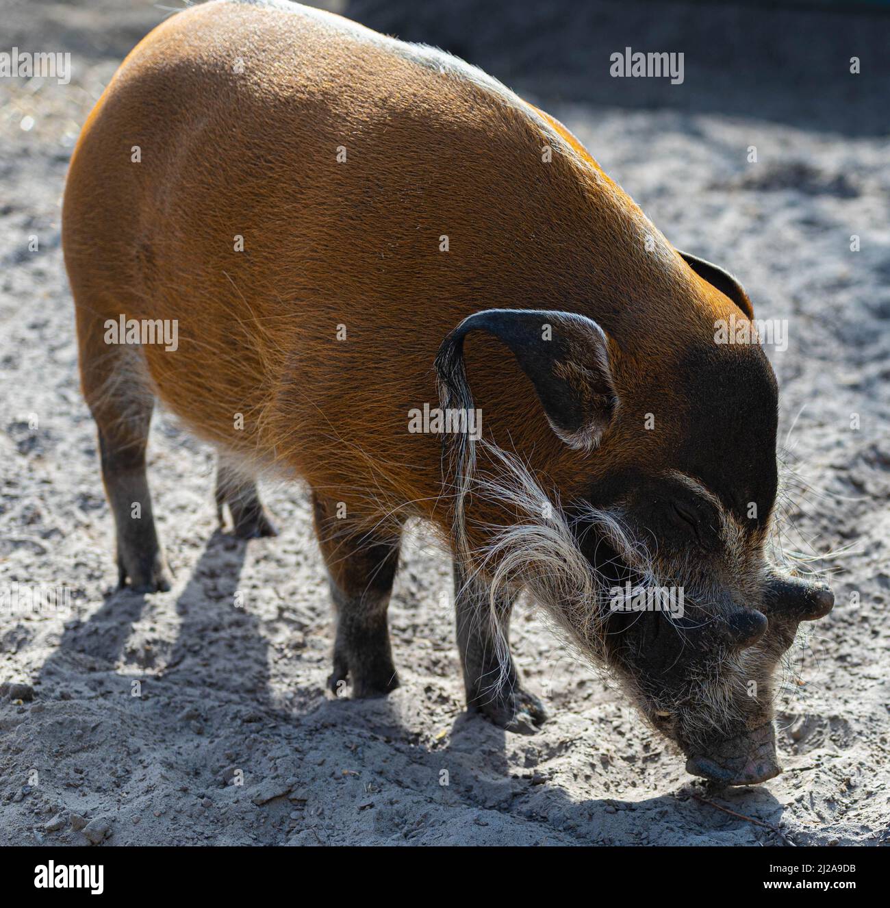 red river brush hog standing in a savanna reserve in search of food in ...