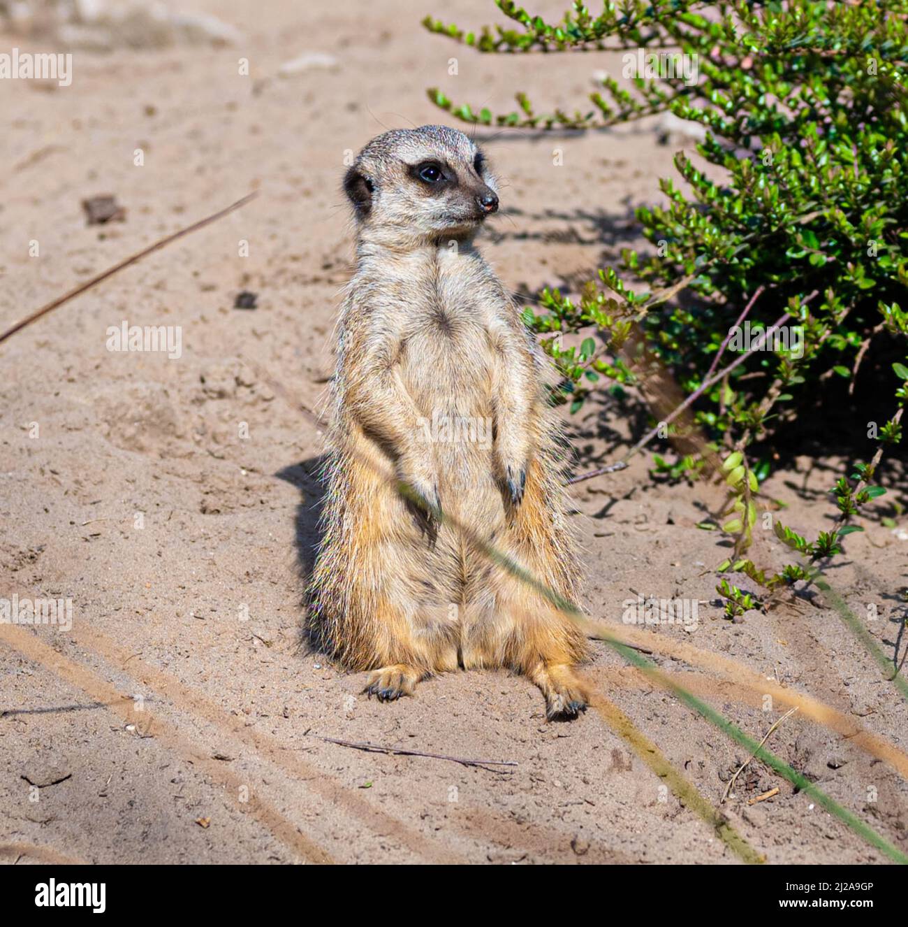 funny and cute meerkat sitting on a sandy surface on the lookout Stock ...