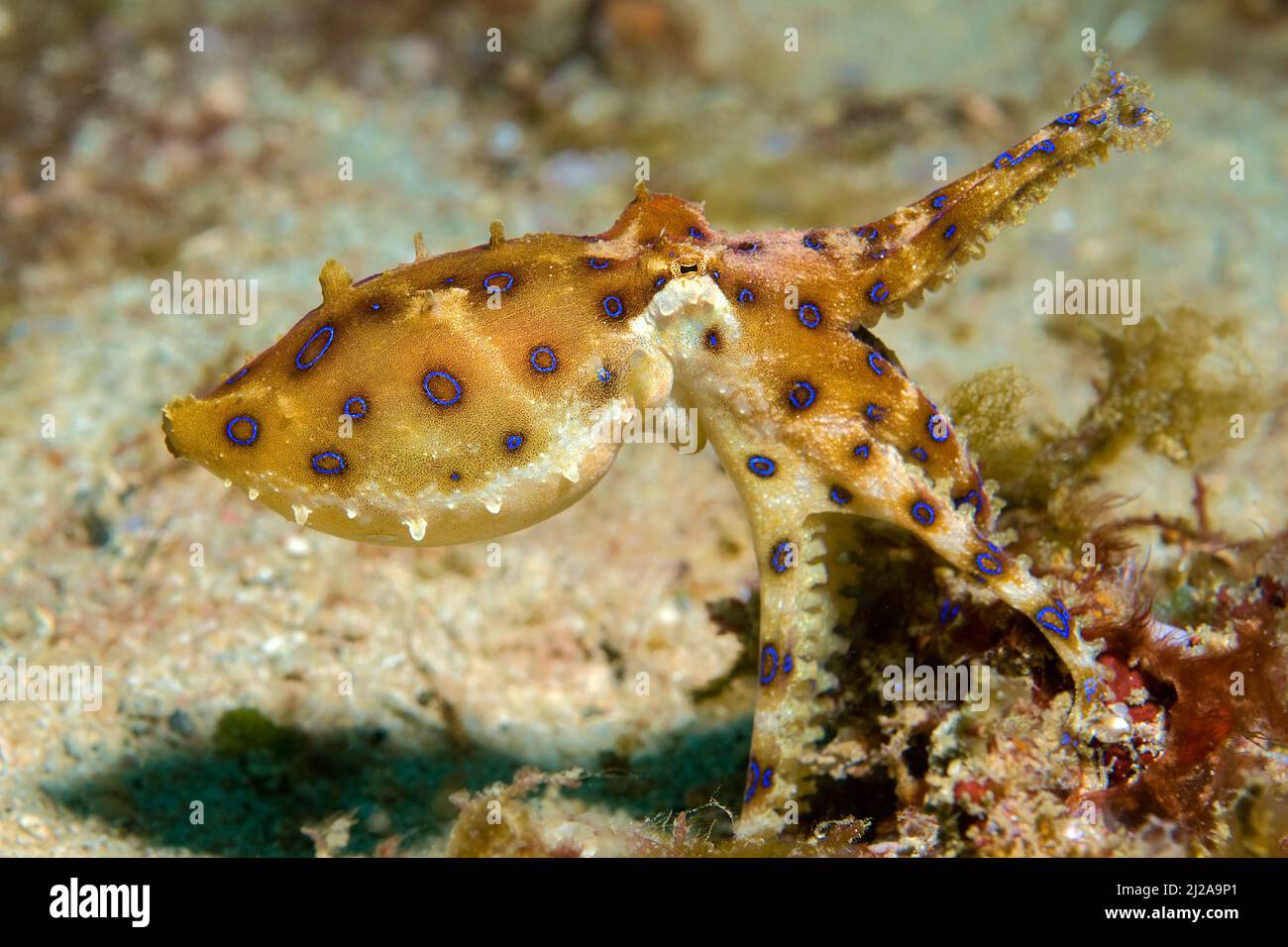 Blueringed octopus (Hapalochlaena lunulata), highly toxic, Raja Ampat ...