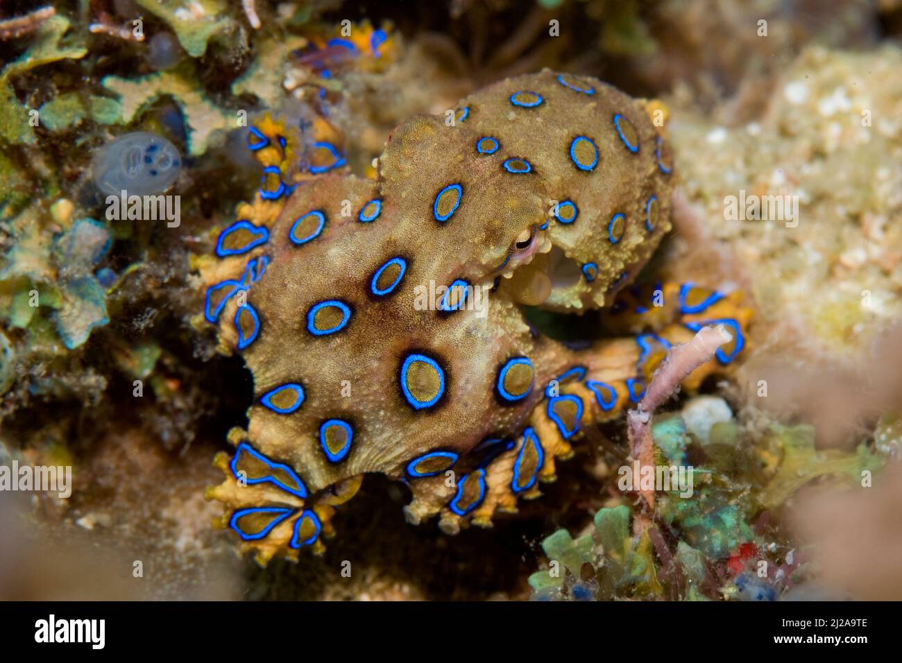 Blauring oktopus hi-res stock photography and images - Alamy