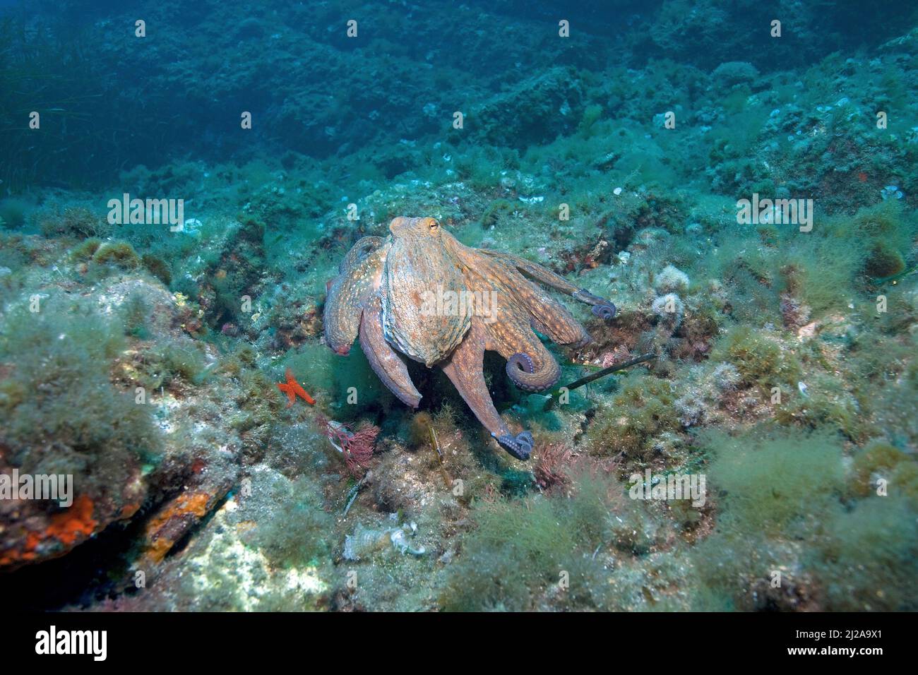 Port cros france park hi-res stock photography and images - Alamy