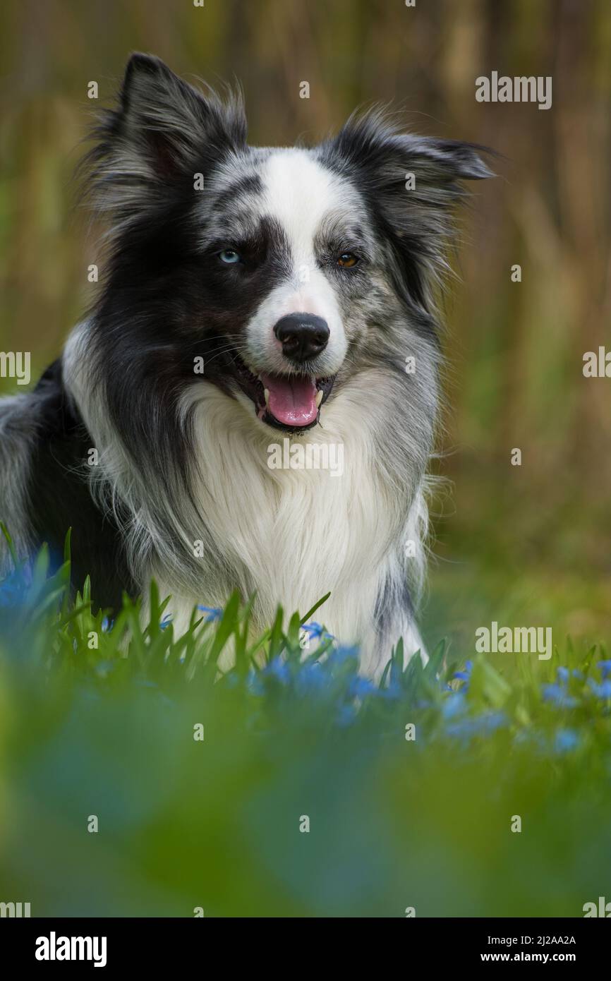 Border collie dog lying in a spring meadow Stock Photo - Alamy