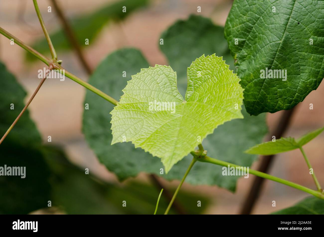 Vitis vinifera, green common grape vine leaves, grapevine plant in the ...
