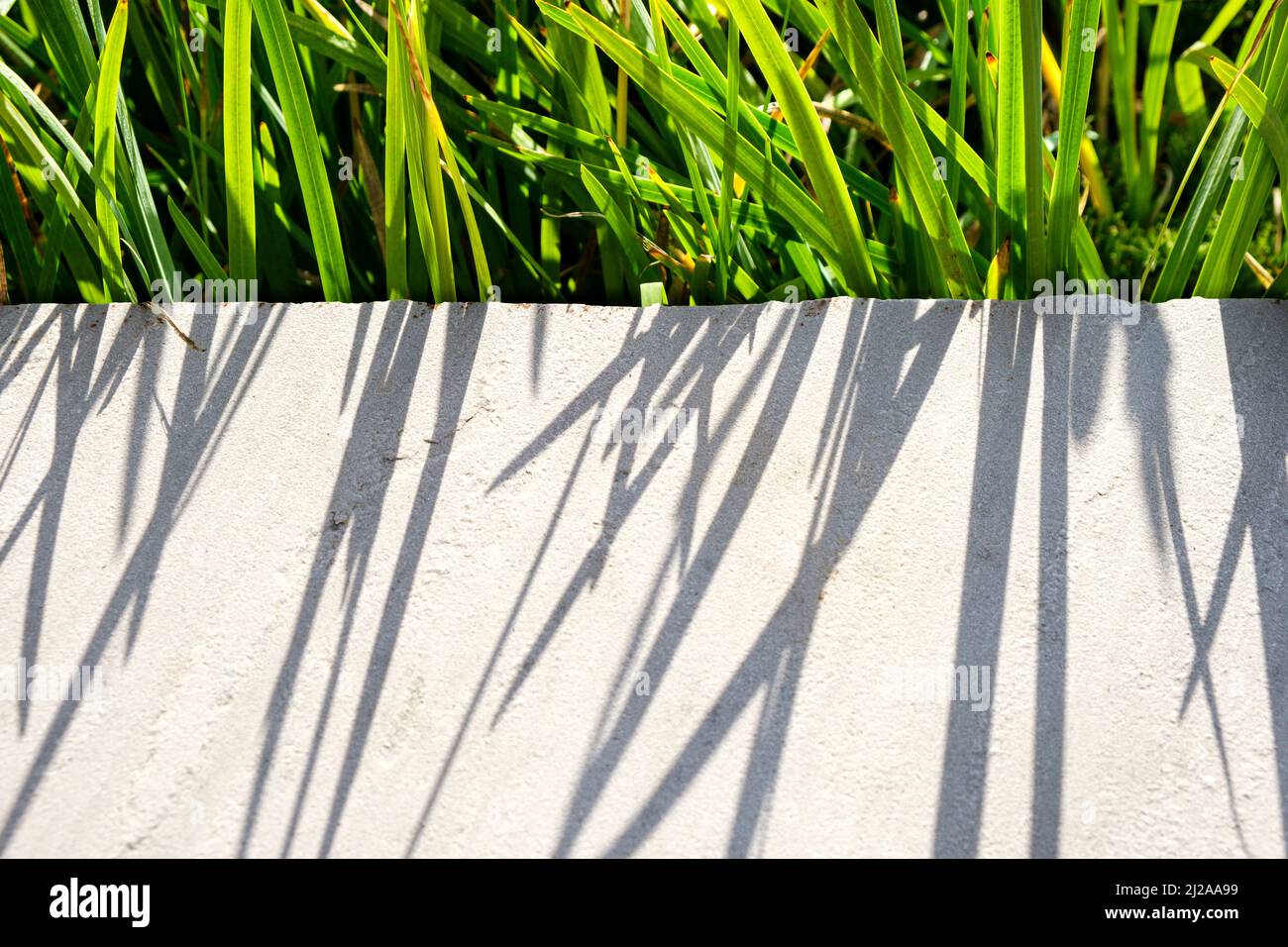 Shadows of tall fronds of grass cast on a stone wall in the sunshine ...