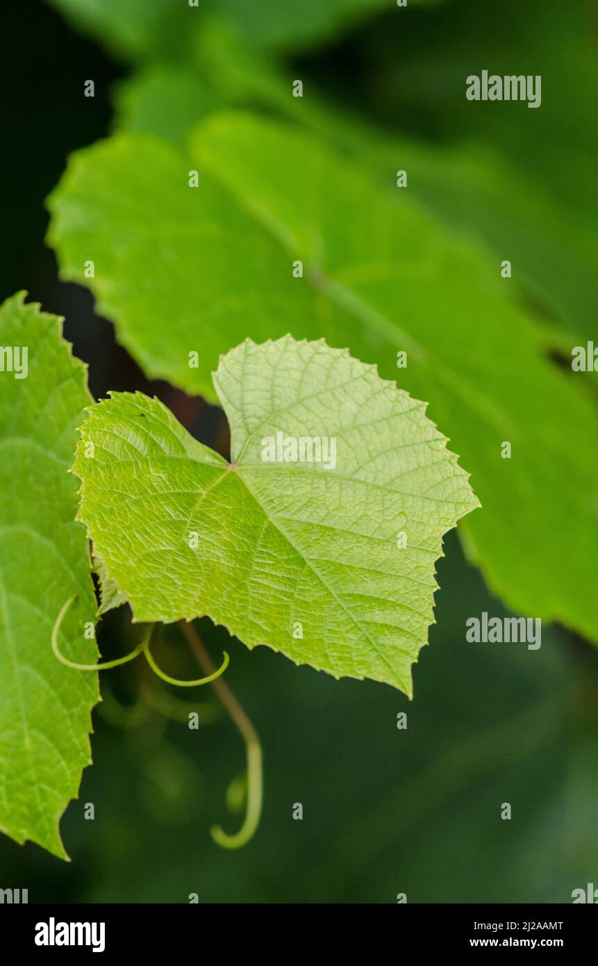 Vitis vinifera, green common grape vine leaves, grapevine plant in the ...