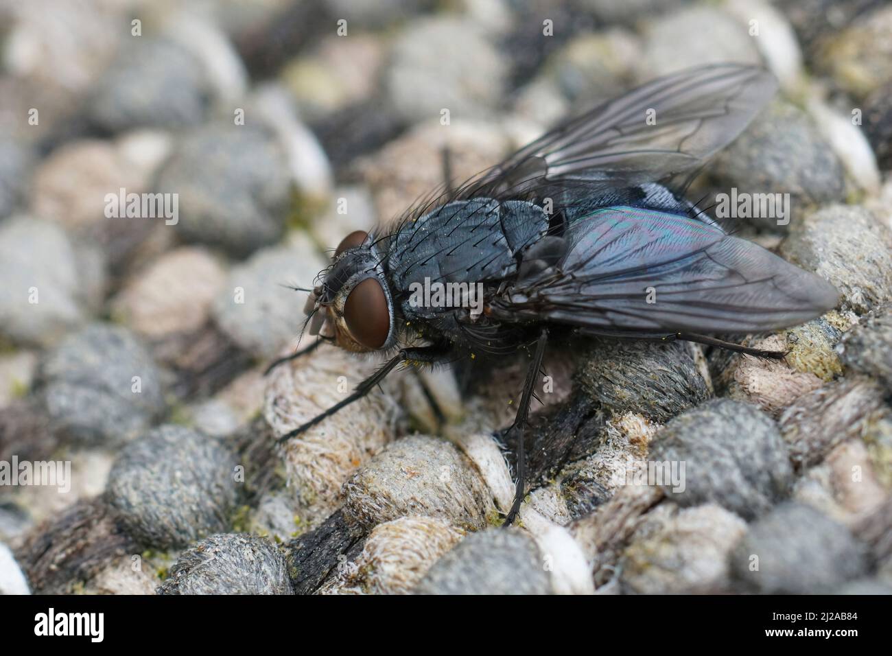 Calliphora species hi-res stock photography and images - Alamy