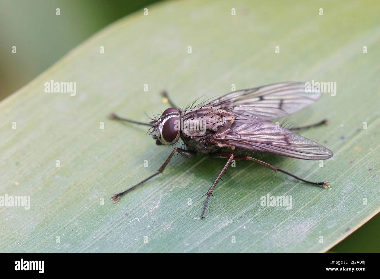 Phaonia fuscata hi-res stock photography and images - Alamy