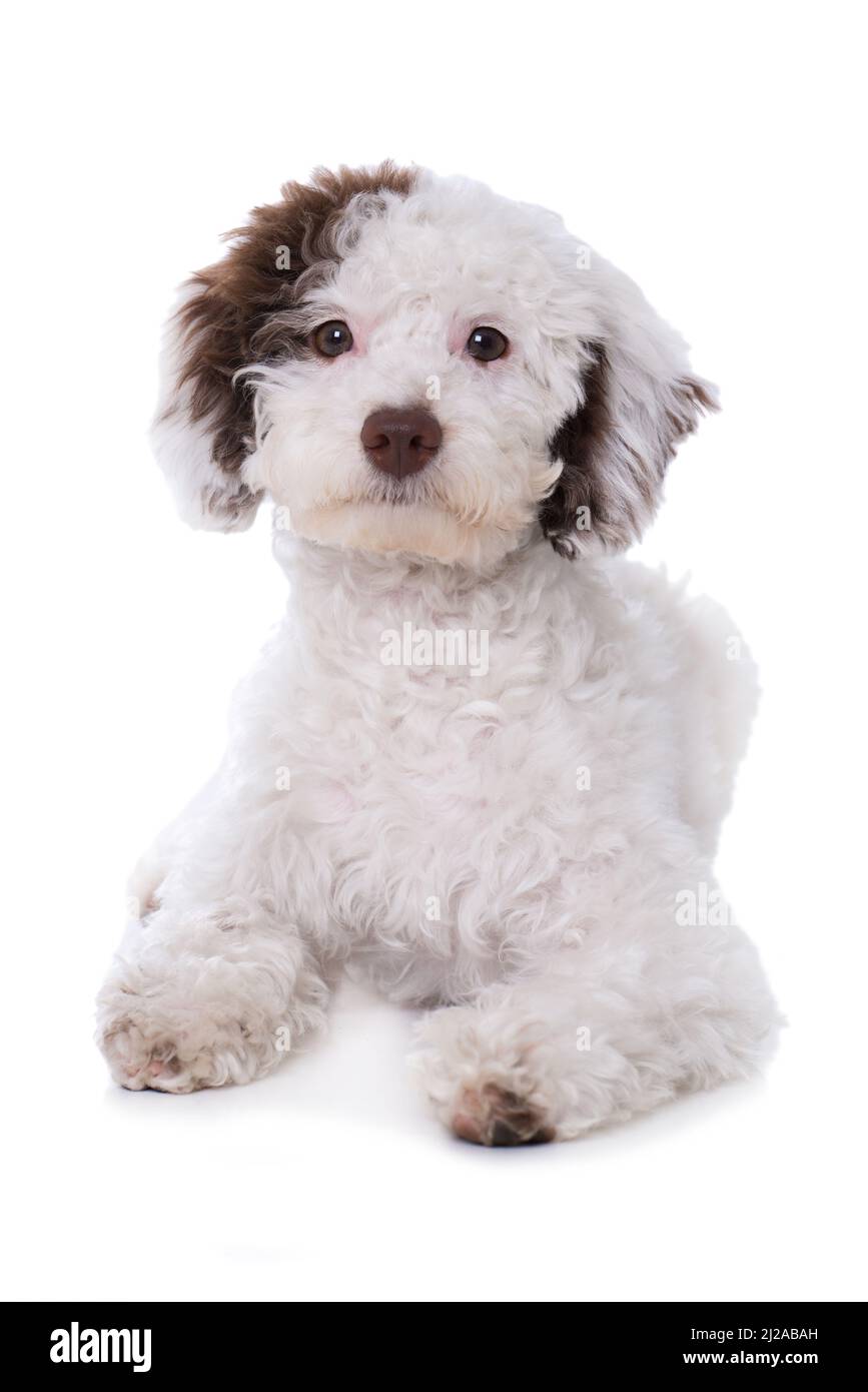 Cute cross breed dog isolated on white Stock Photo - Alamy