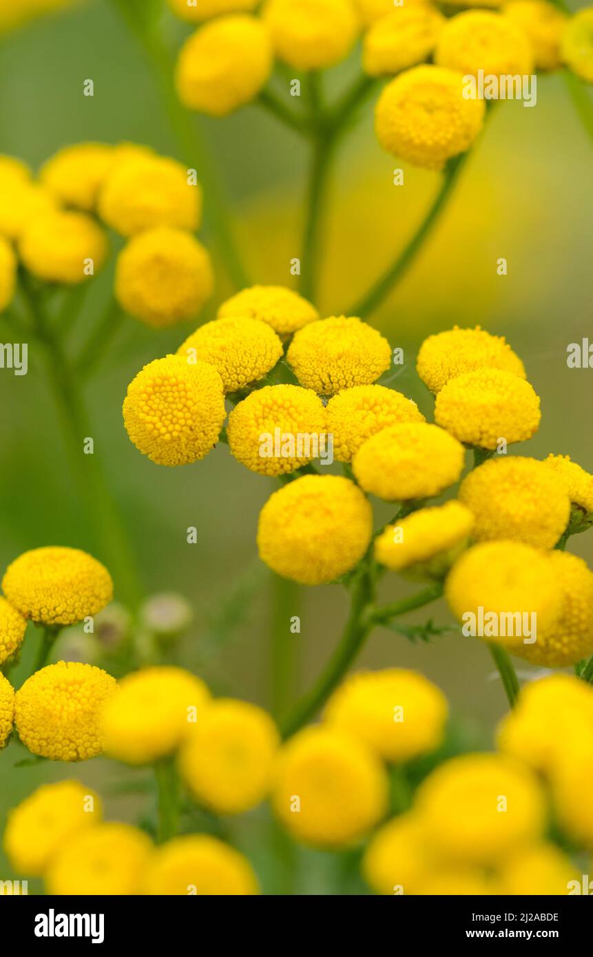 Tanacetum vulgare, macro photograph of common yellow tansy flowers with ...