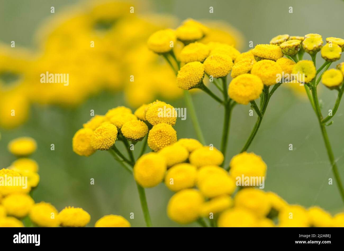 Tanacetum vulgare, macro photograph of common yellow tansy flowers with ...