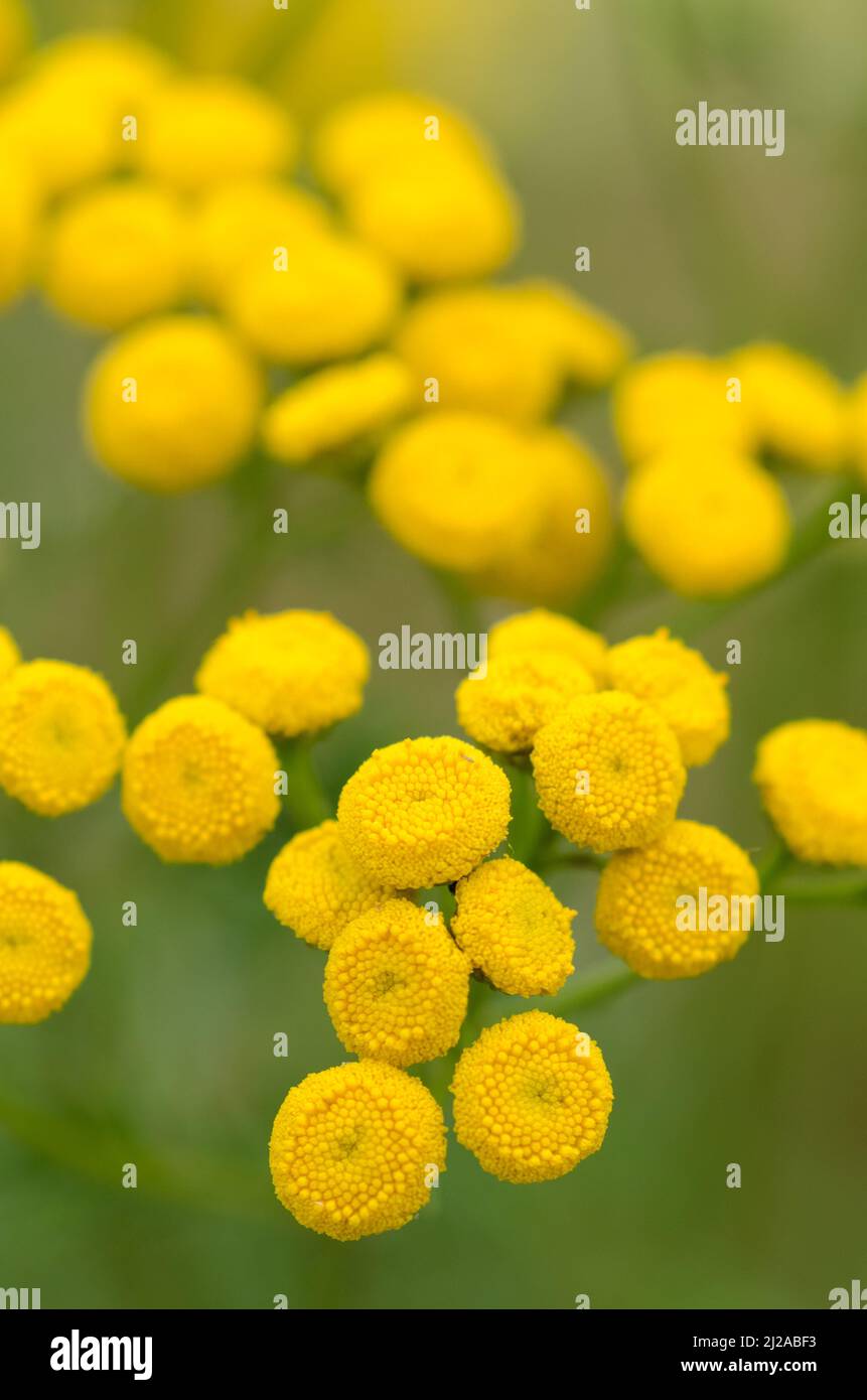 Tanacetum vulgare, macro photograph of common yellow tansy flowers with ...