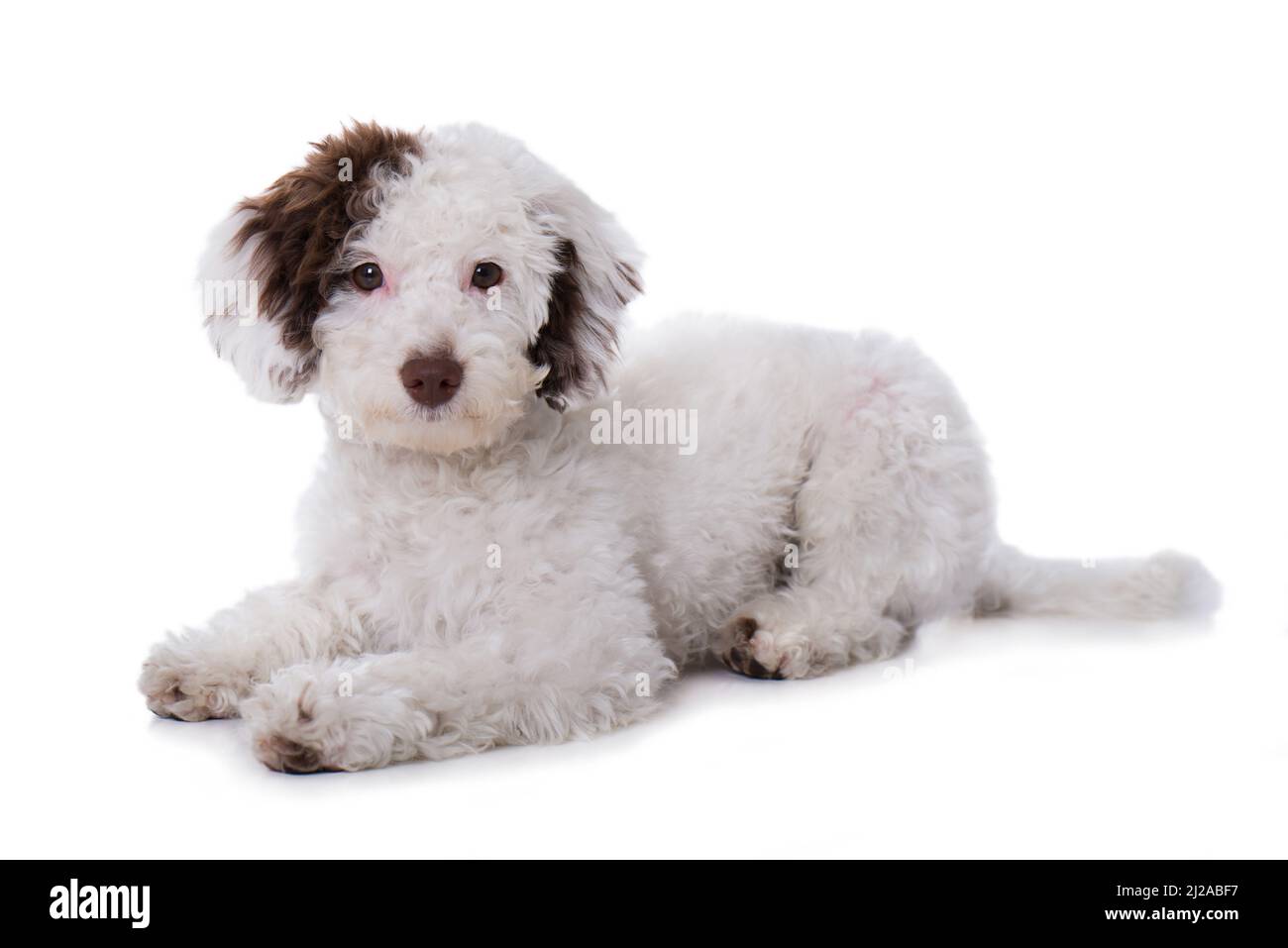 Cute cross breed dog isolated on white Stock Photo - Alamy