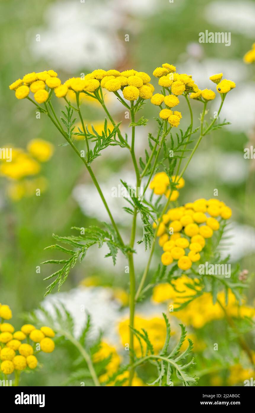Tanacetum vulgare, macro photograph of common yellow tansy flowers with ...