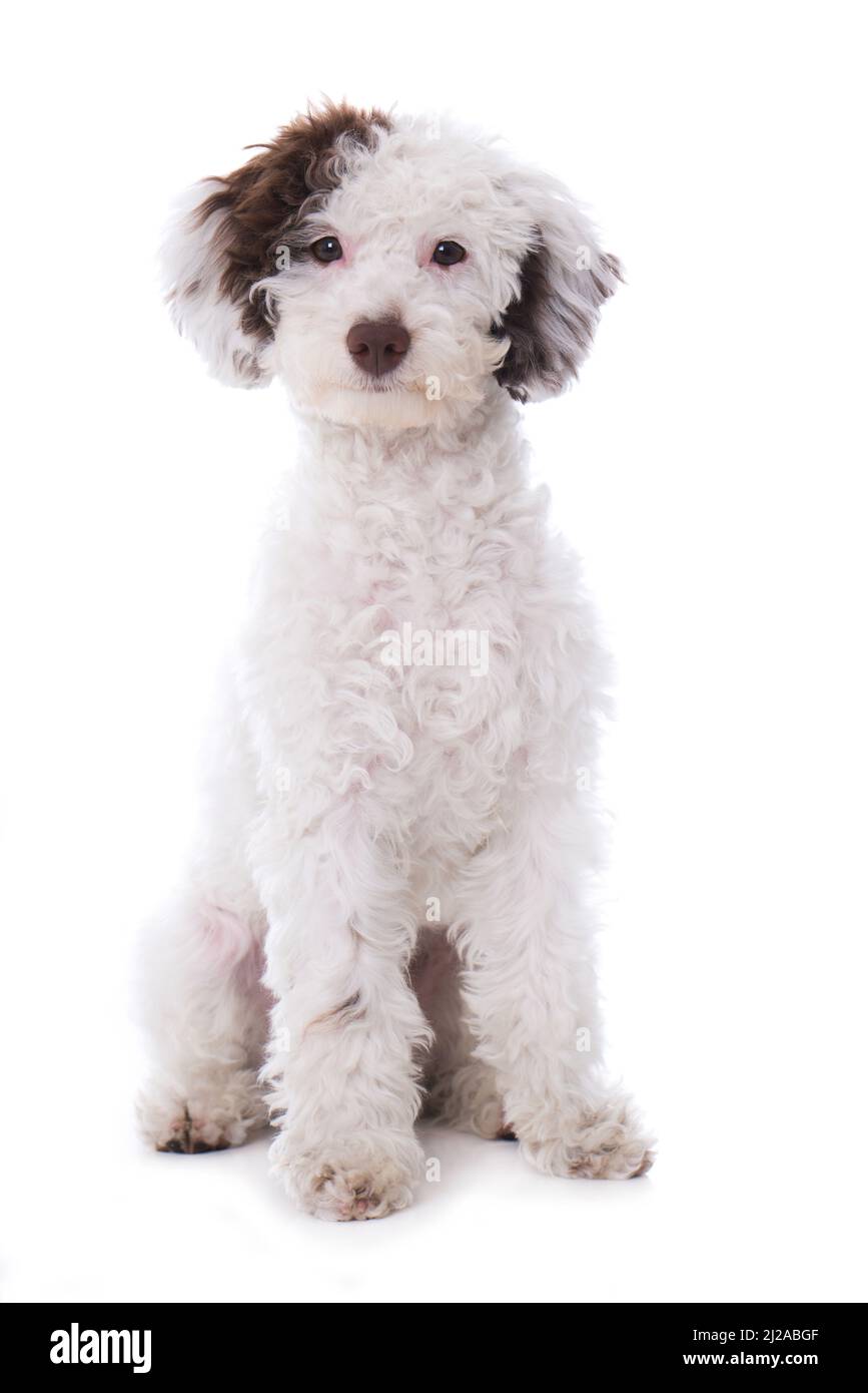 Cute cross breed dog isolated on white Stock Photo - Alamy
