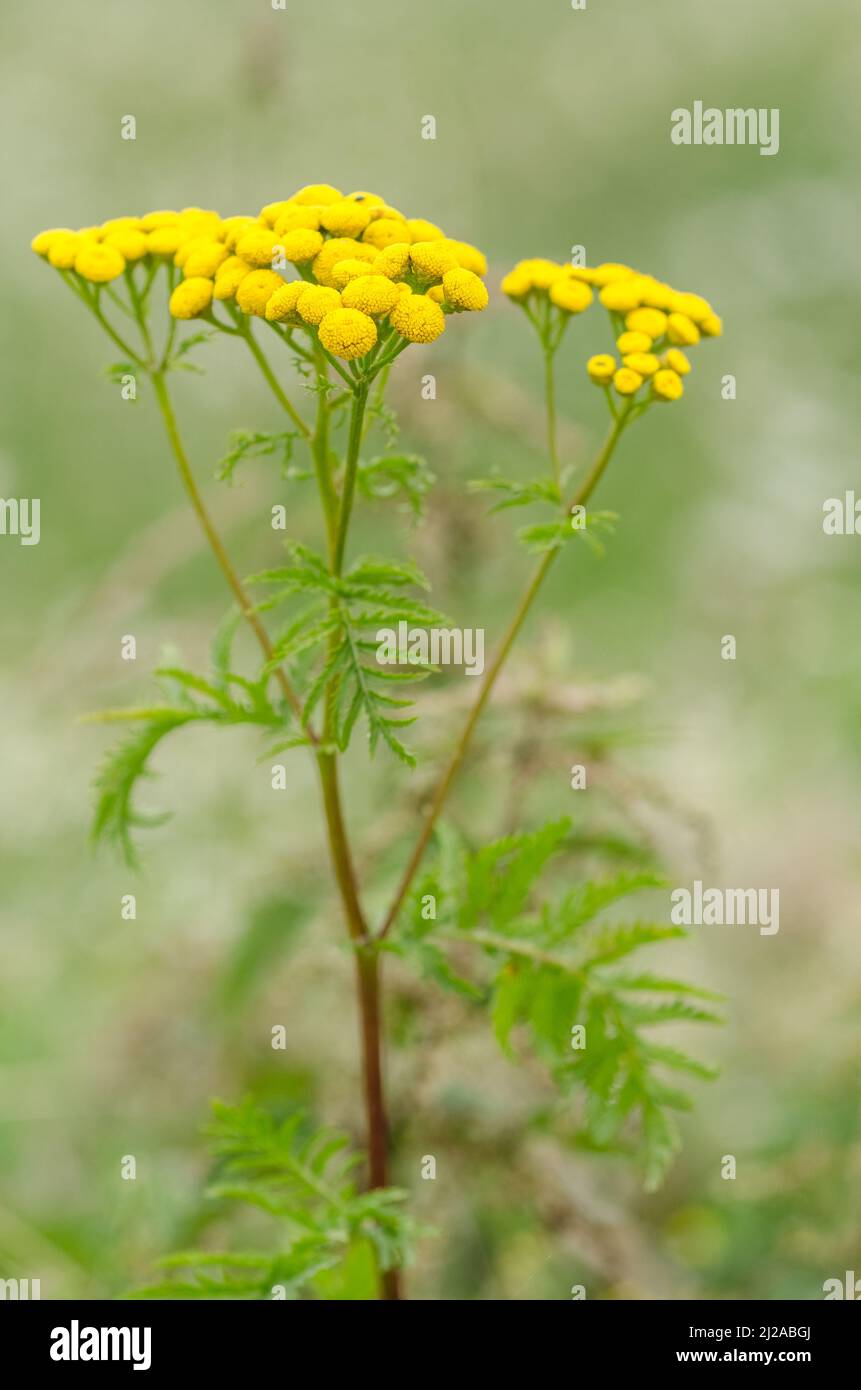 Tanacetum vulgare, macro photograph of common yellow tansy flowers with ...