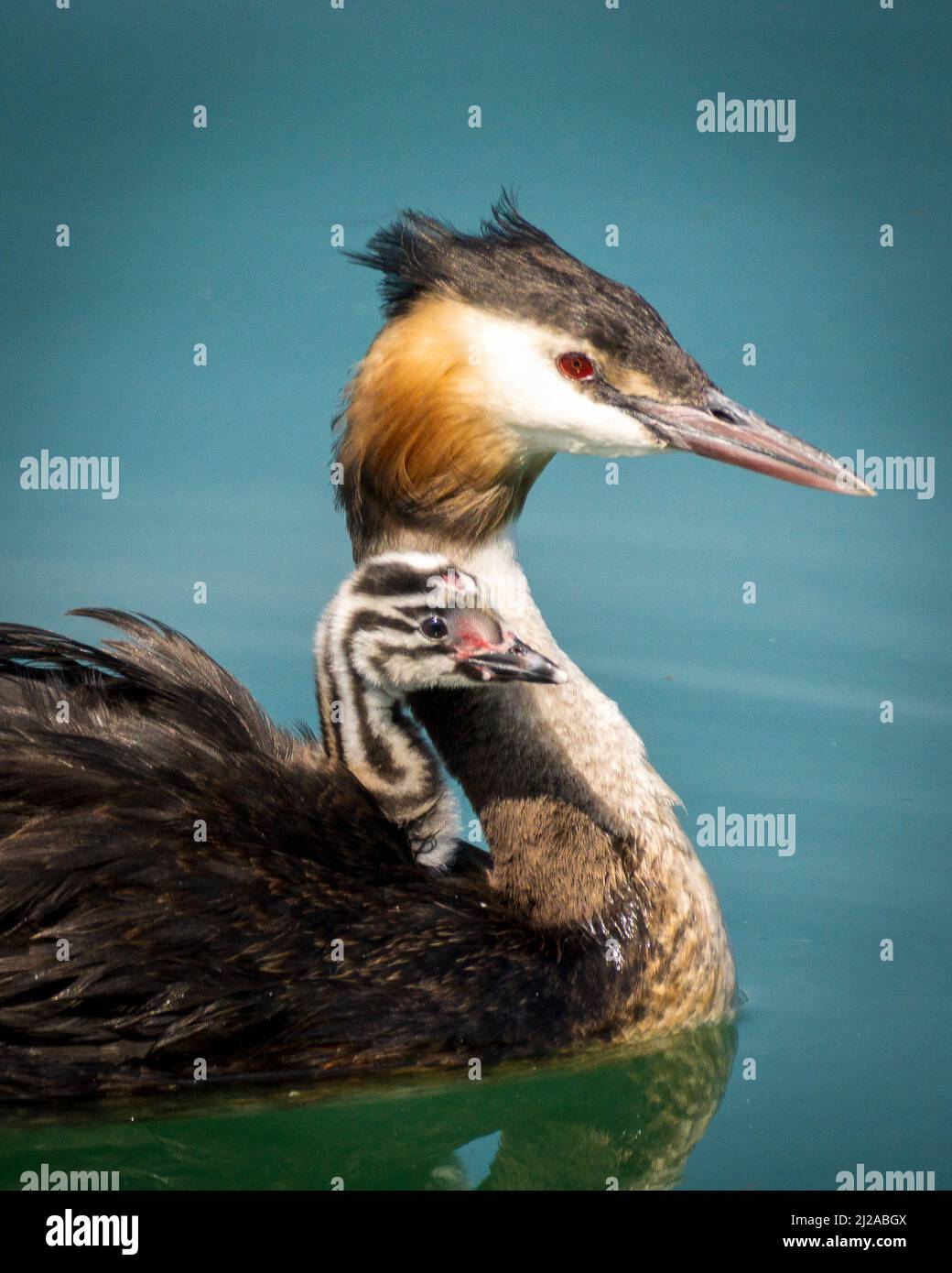 Crested grebe with chick riding on the back, Lake Zurich, Switzerland ...