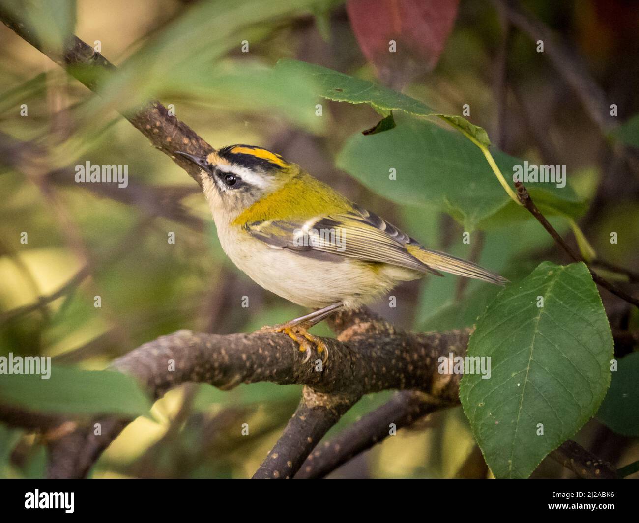 Vogel beobachtung hi-res stock photography and images - Alamy