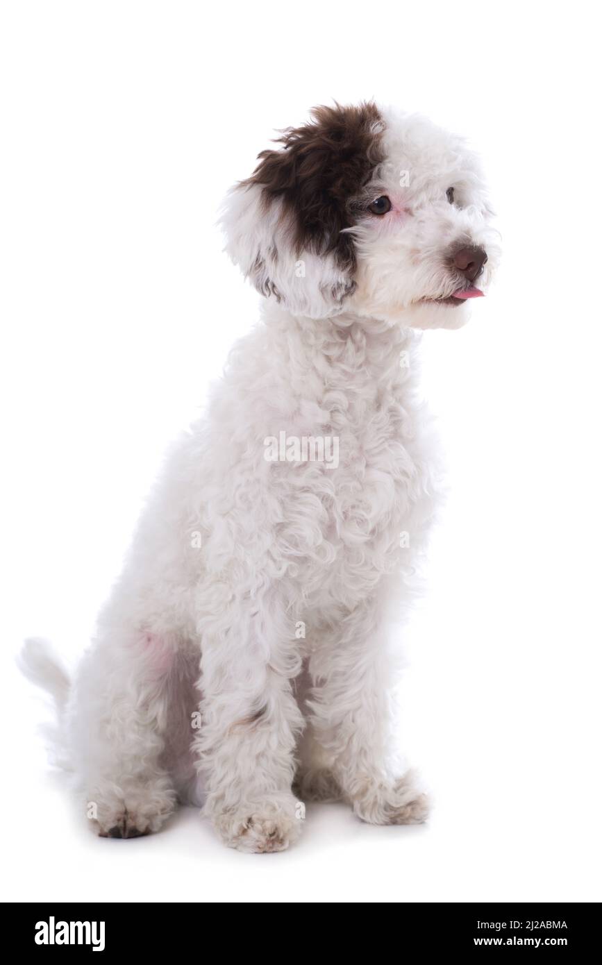 Cute cross breed dog isolated on white Stock Photo - Alamy