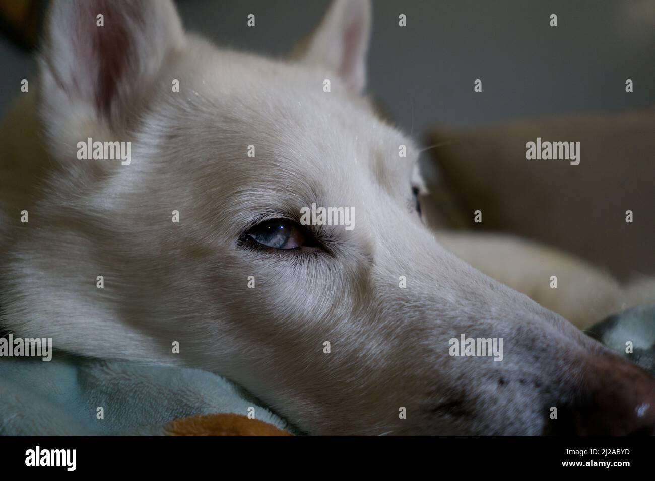 Husky resting head on the couch Stock Photo - Alamy