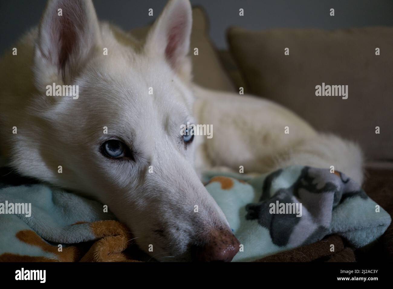 Husky laying on the couch Stock Photo - Alamy