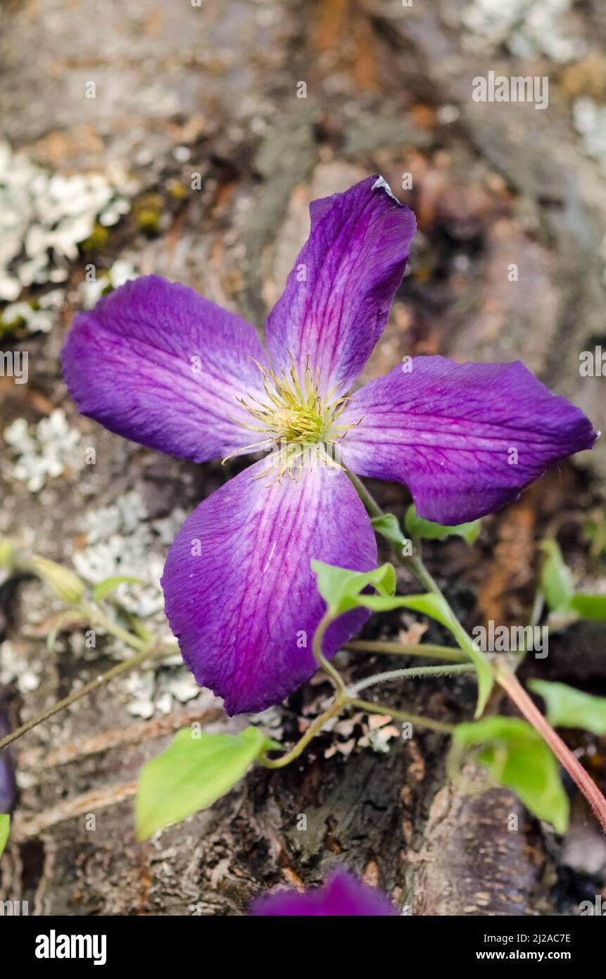 Ranunculaceae flower hi-res stock photography and images - Alamy