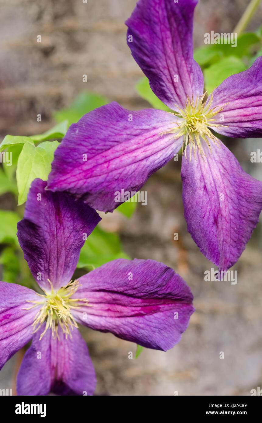 Ranunculaceae flower hi-res stock photography and images - Alamy