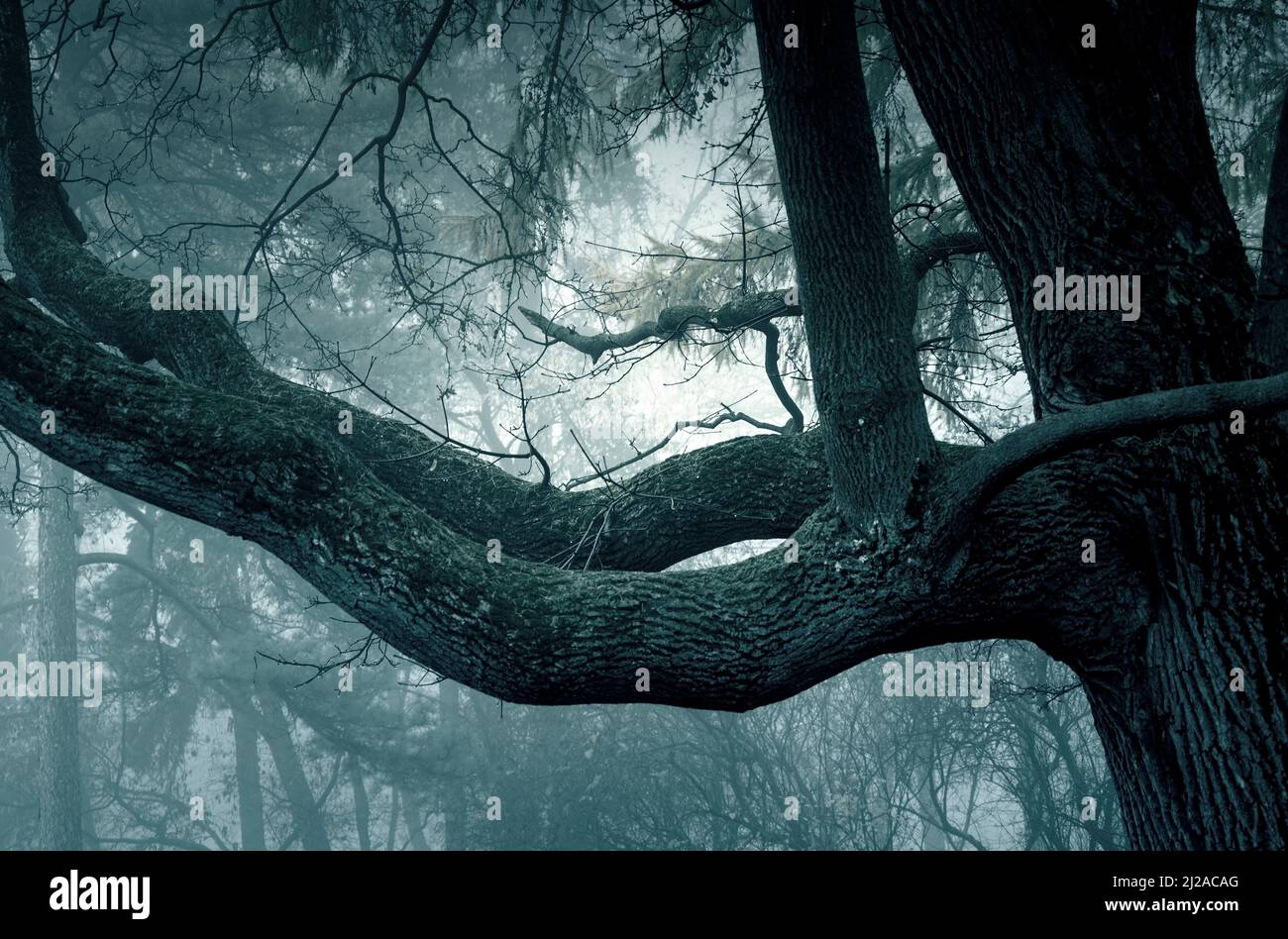 Scary forest hi-res stock photography and images - Alamy